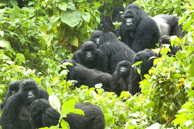 Mountain Gorillas Habitat Loss