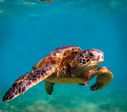 TIME For Kids Sea Turtle Discovery Zone