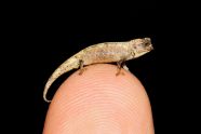 TIME For Kids Little Lizard