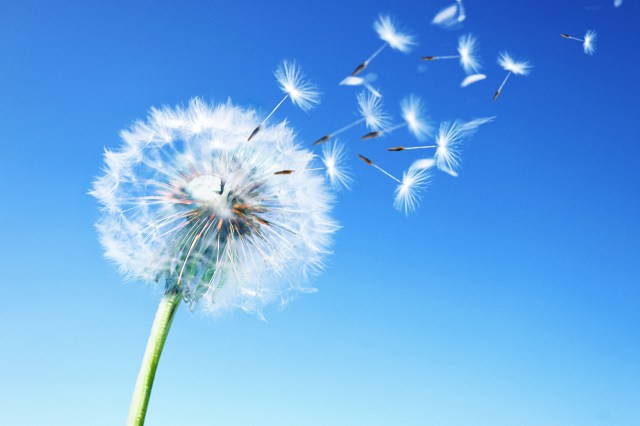 Seeds Blowing In The Wind