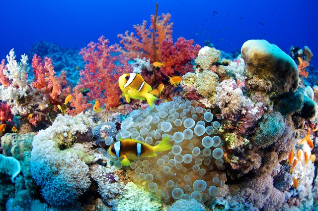 Coral Reef Cbeebies