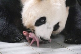 TIME For Kids Panda Population