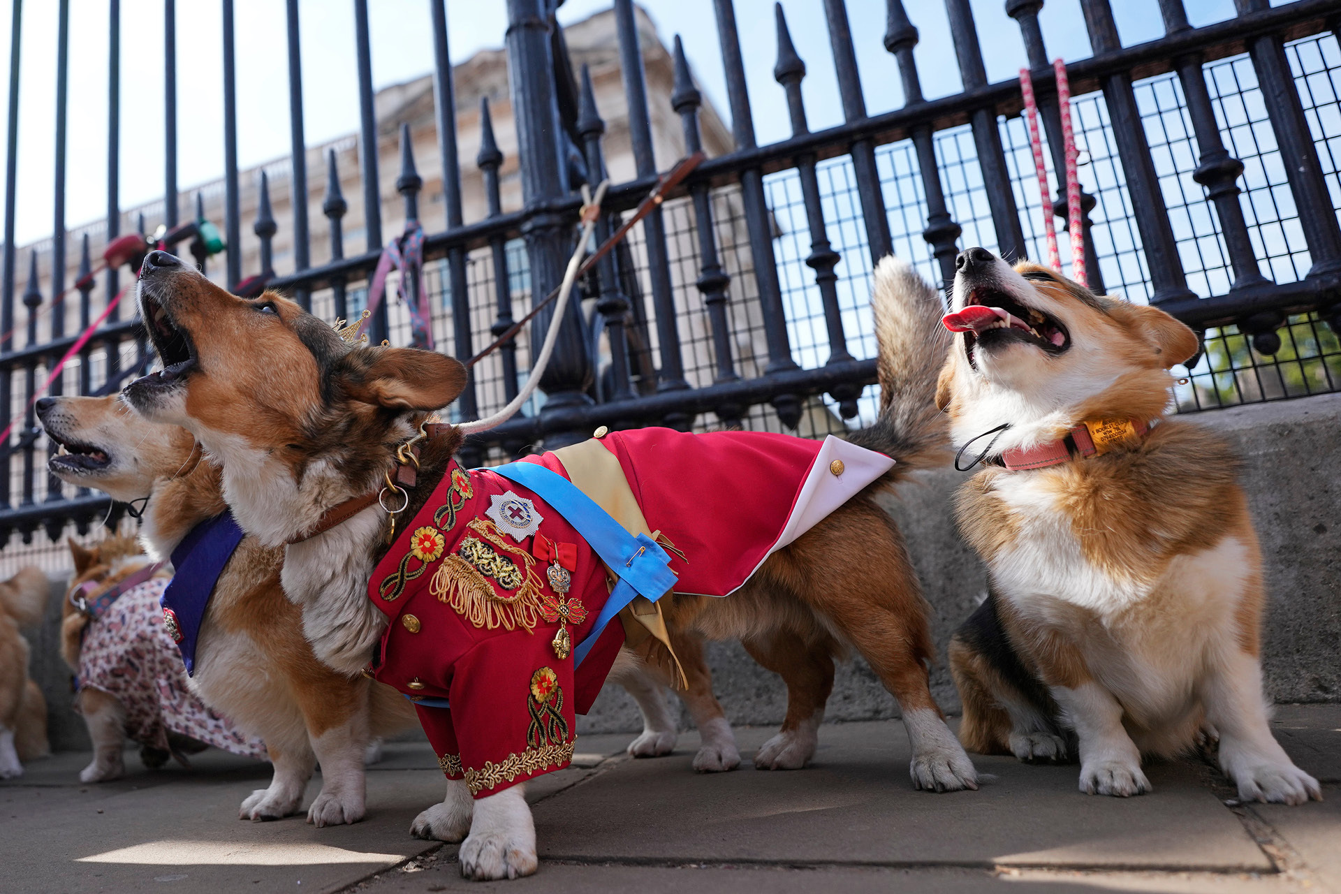 TIME for Kids | Pooch Parade