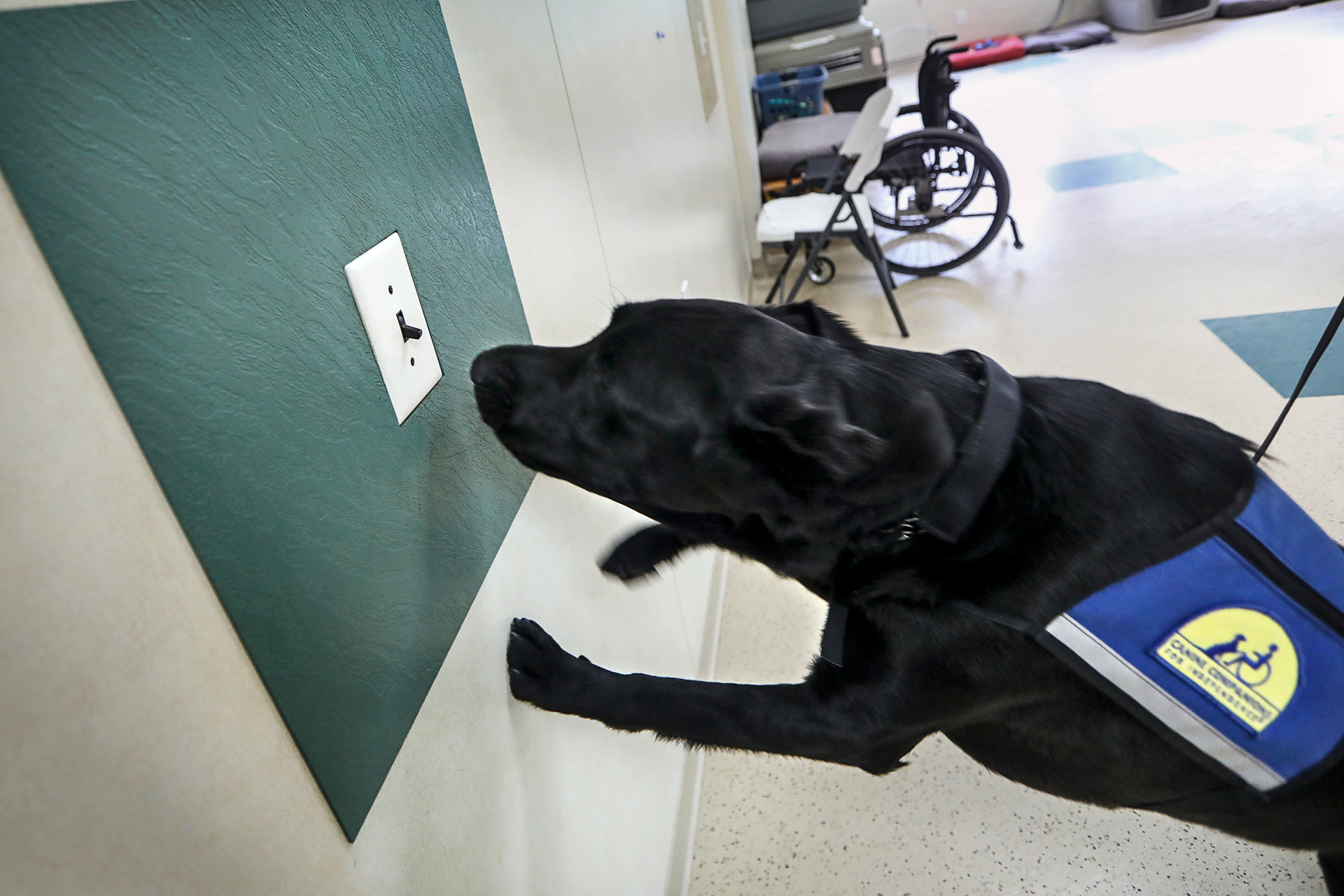 TIME for Kids | The Life of a Service Dog