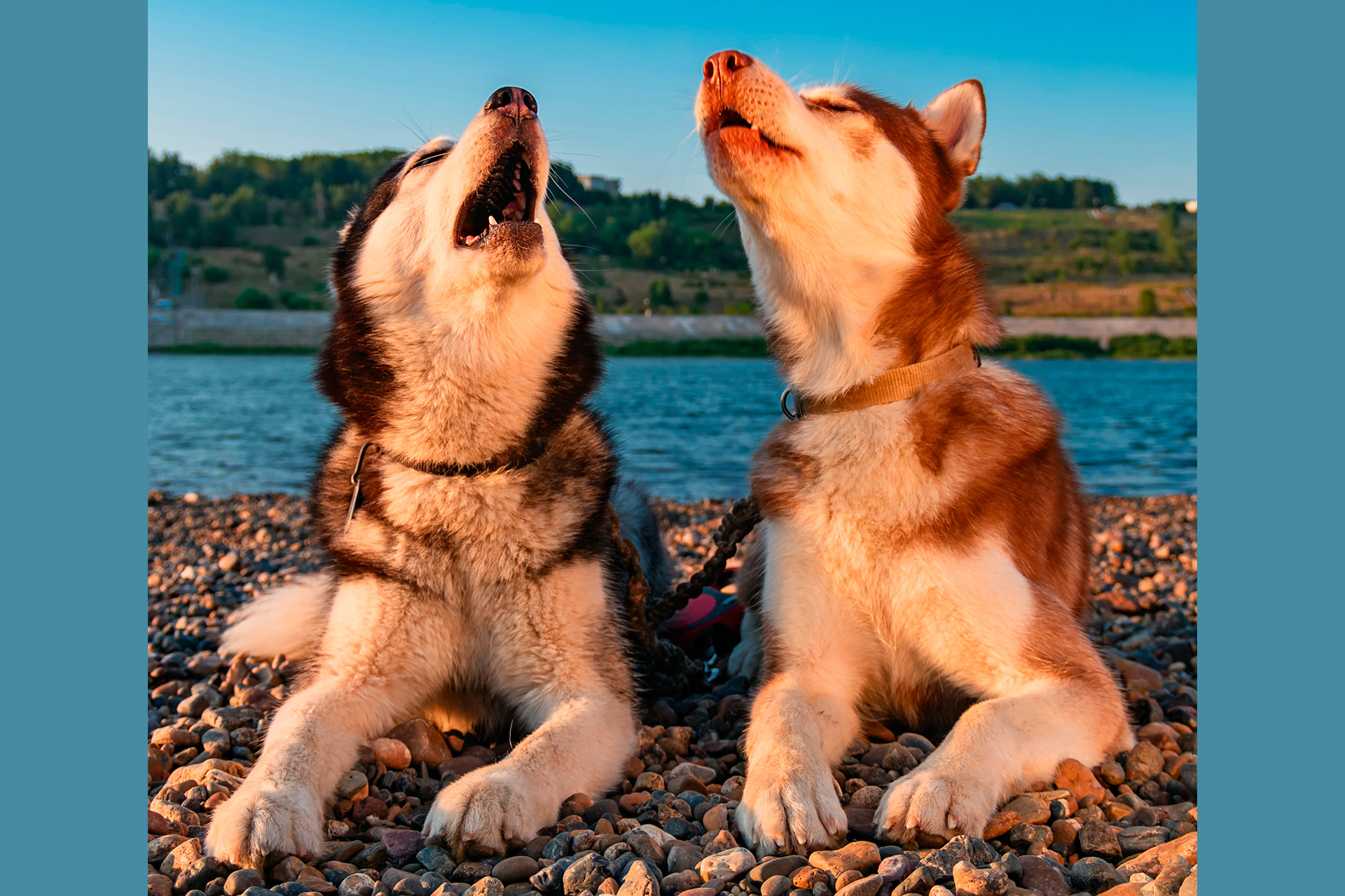 TIME for Kids | Animals Talk Too | K-1